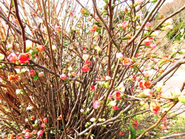 琴浦町・町長選挙＆町議会議員選挙 – 新家完司川柳Blog